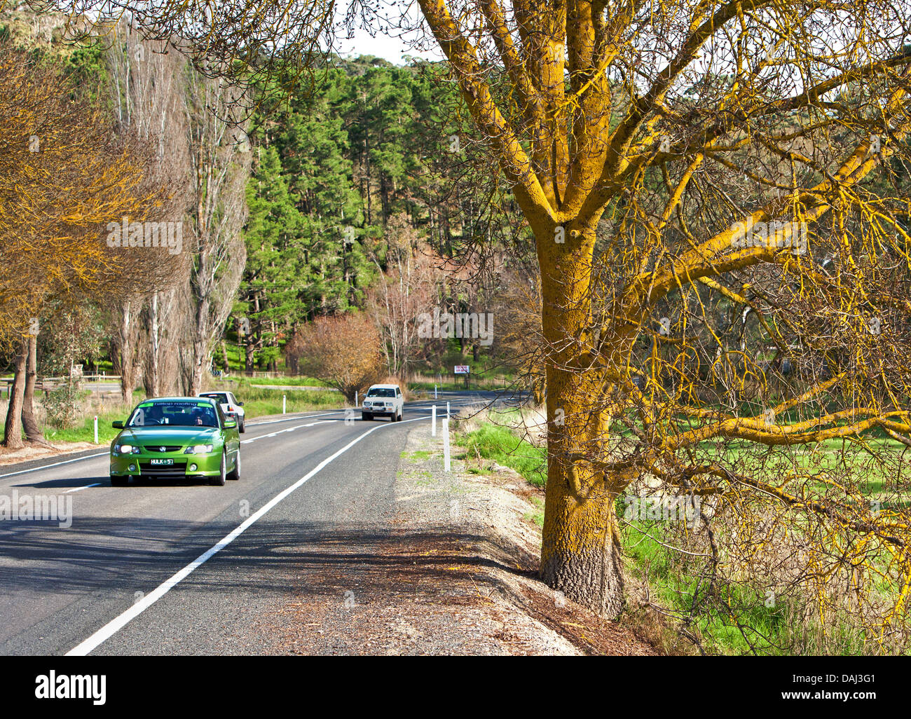 trees rural yellow lichen trunk branches cars road country side ...