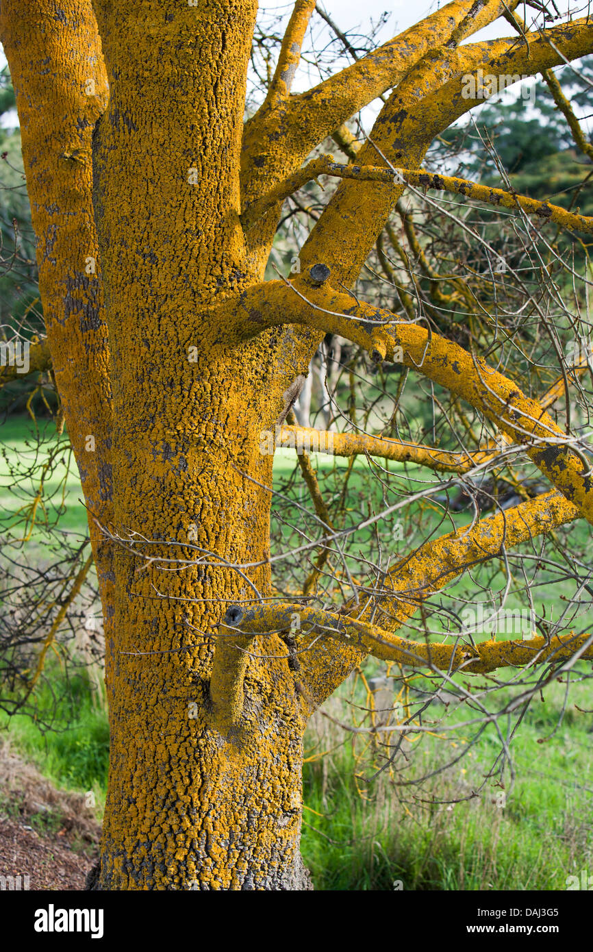 trees rural yellow lichen trunk branches Fleurieu Peninsula South ...
