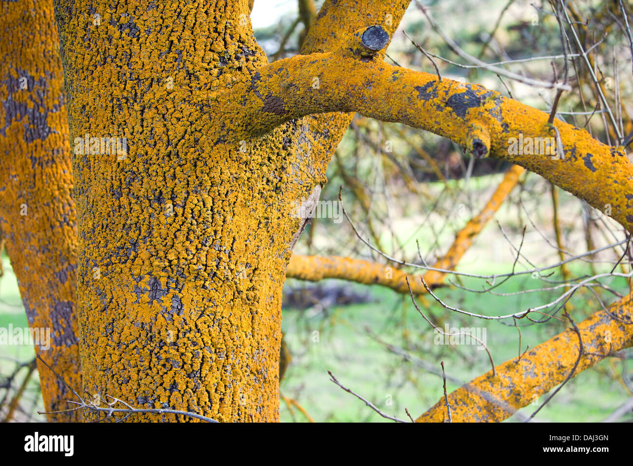 trees rural yellow lichen trunk branches Fleurieu Peninsula South ...