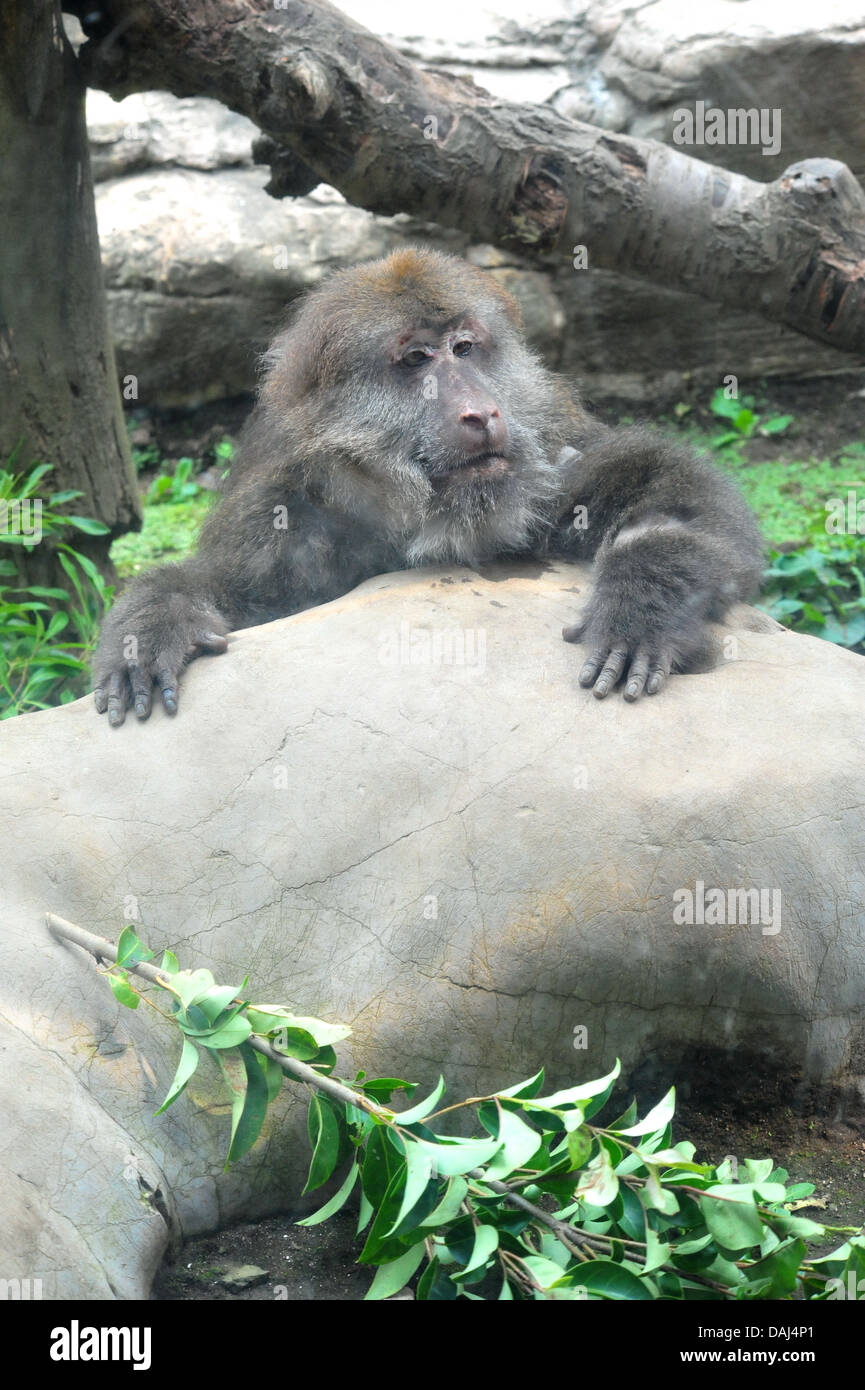 Asian macaque hi-res stock photography and images - Alamy