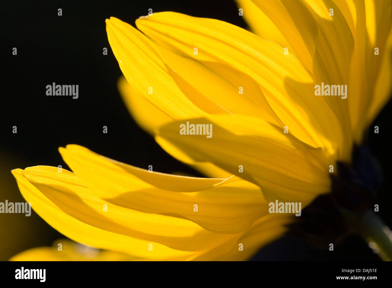 Close-up of yellow flower Stock Photo - Alamy