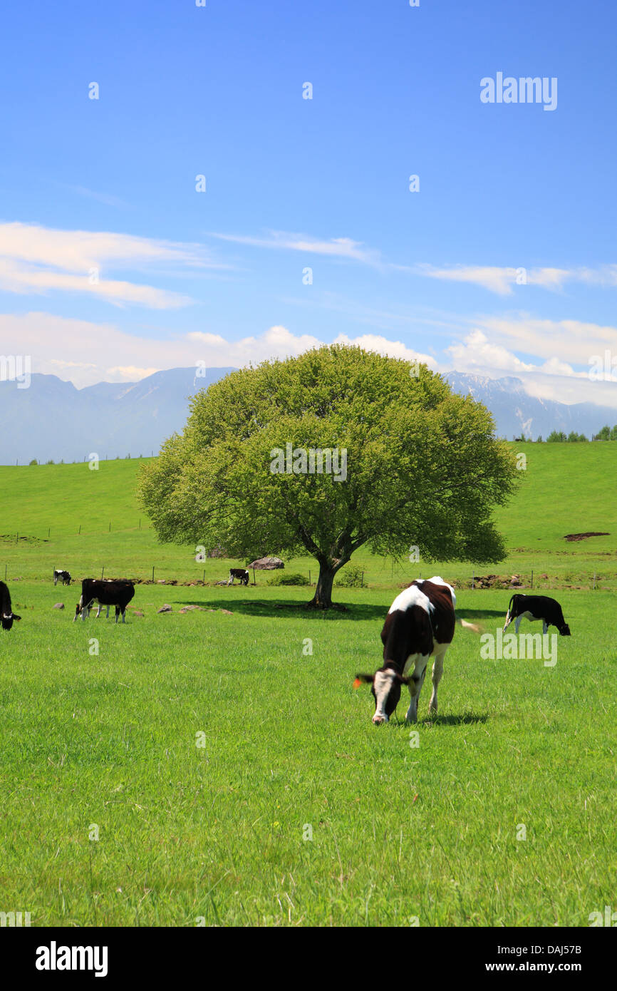 Cow tree hi-res stock photography and images - Alamy
