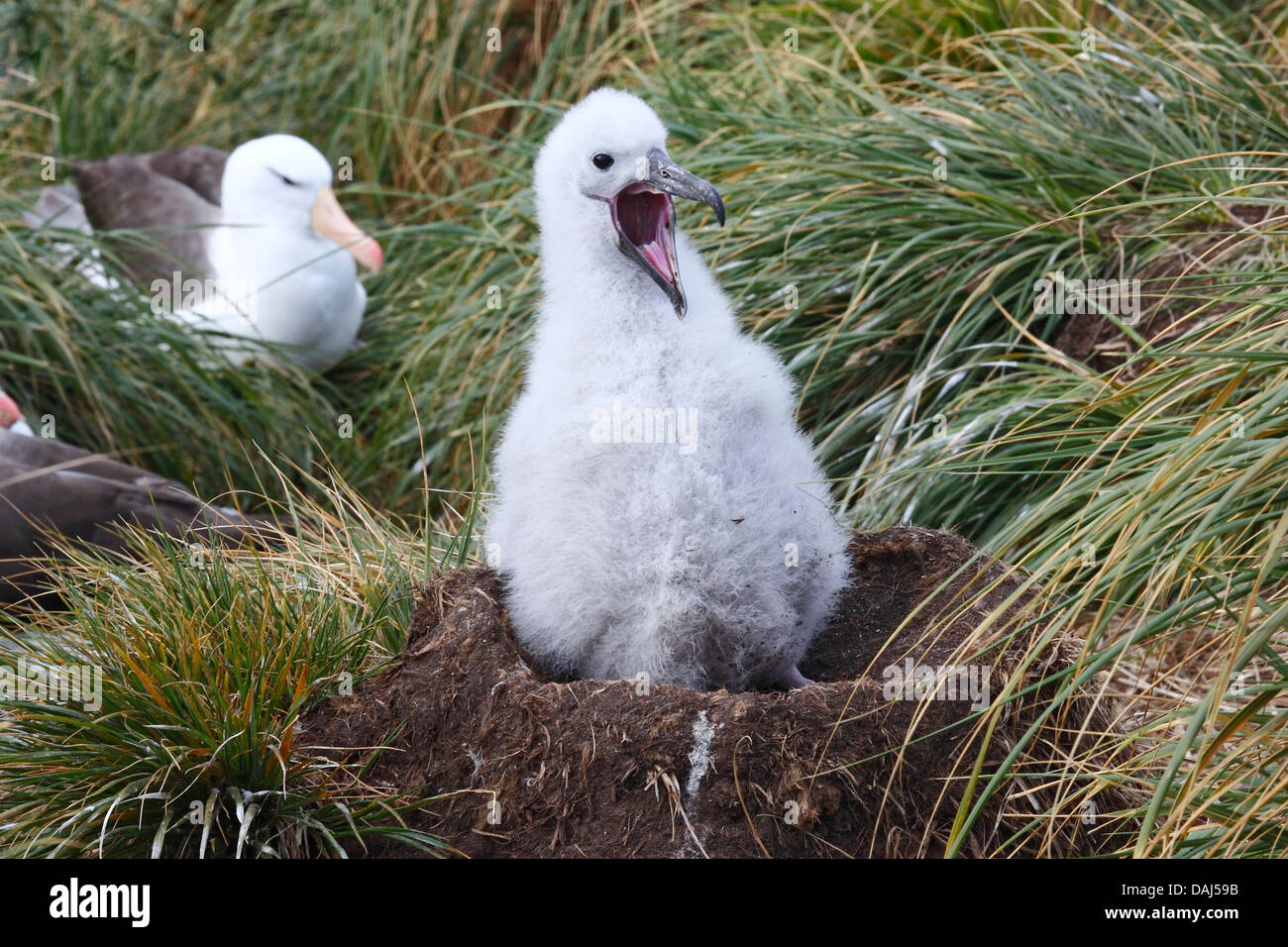 Huge seabird breeding colony hi-res stock photography and images - Alamy