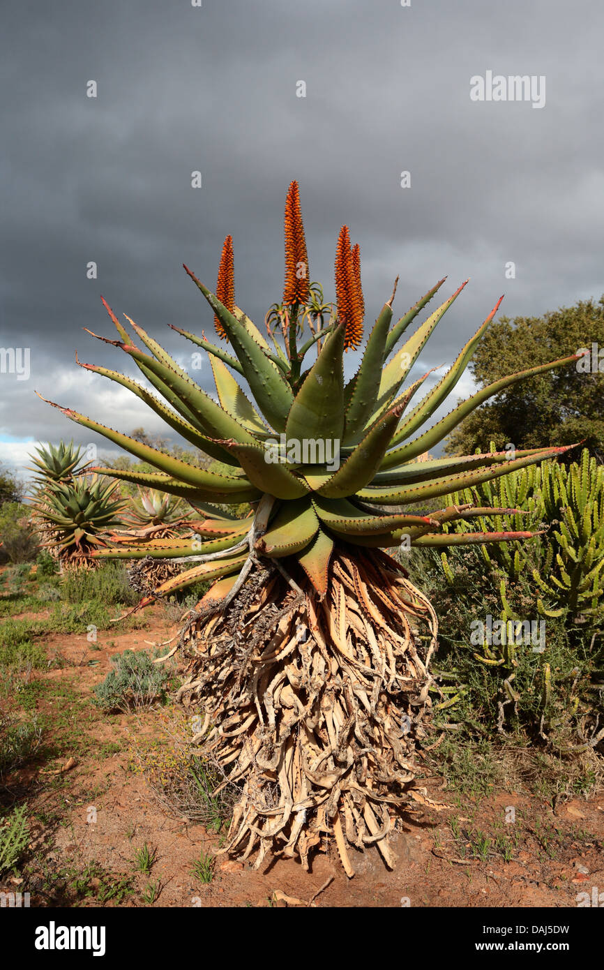 Aloe ferox hi-res stock photography and images - Alamy