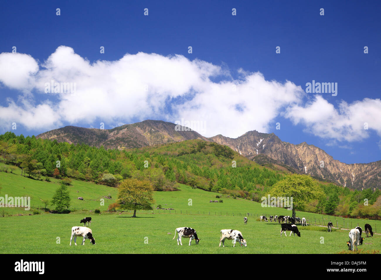 Cow of the Mt. Yatsugatake highlands, Yamanashi, Japan Stock Photo - Alamy