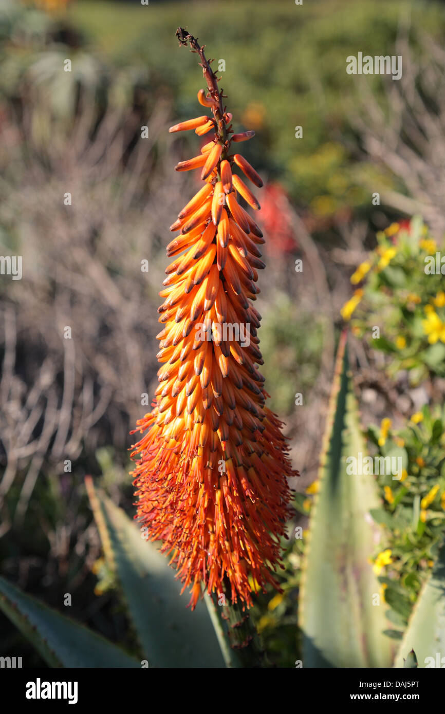 Aloe inflorescence - winter flowering Stock Photo - Alamy