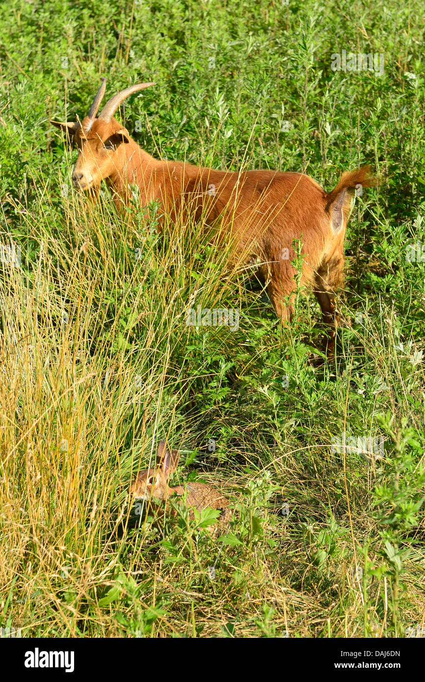 South Merrick U.S. 14th July 2013. A rabbit and a Nigerian Dwarf Goat ...