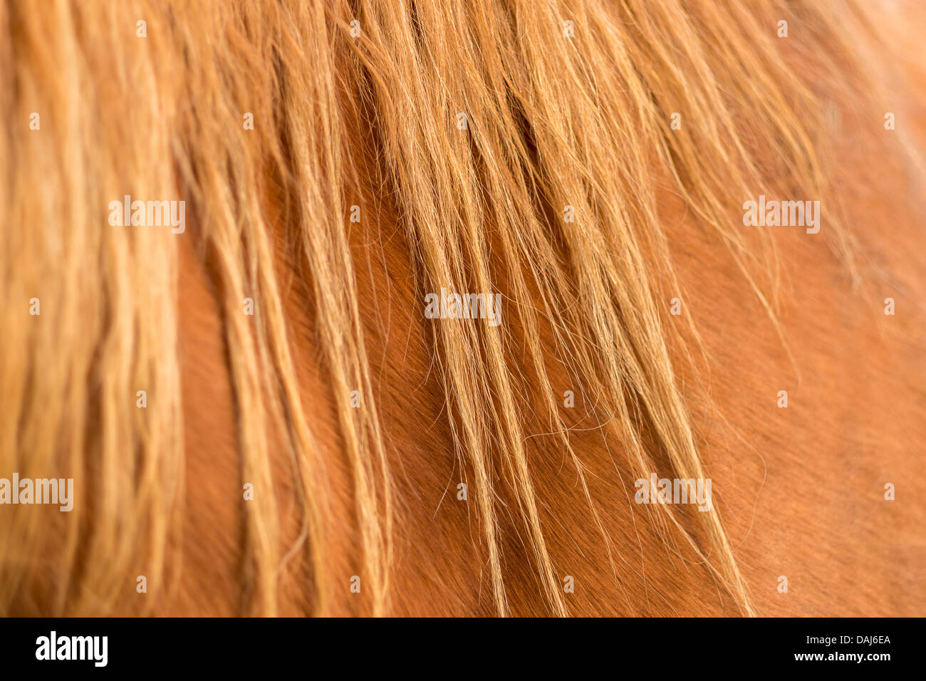 horse mane, hair Stock Photo - Alamy