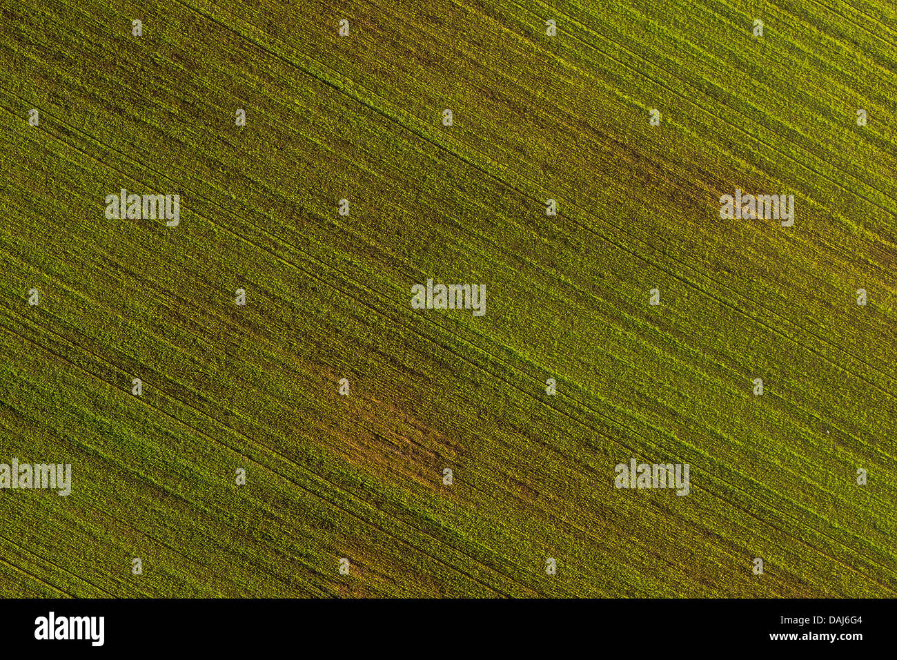 field, meadow, aerial view Stock Photo - Alamy