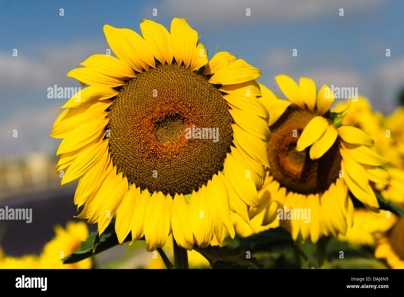 sunflowers Genetically modified GMO in the field near Edirne Turkey ...