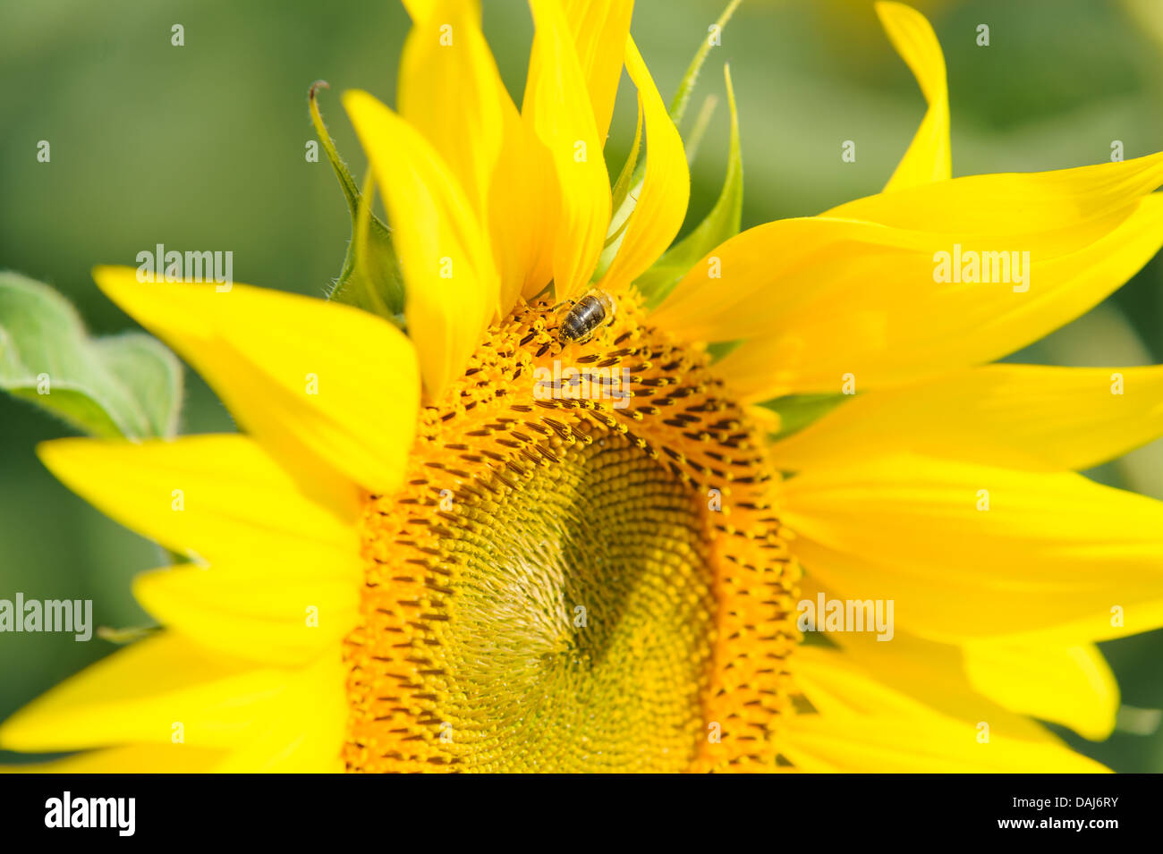 Bee on the sunflower genetically modified GMO macro Stock Photo - Alamy