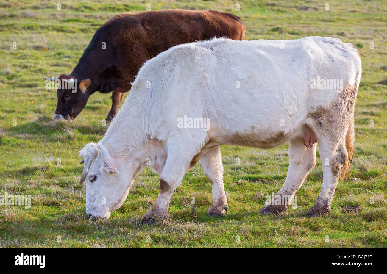 Cow hoof hi-res stock photography and images - Alamy
