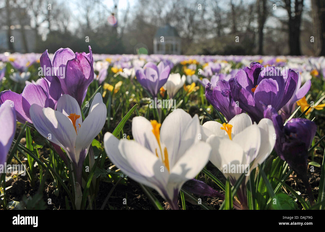 A lake of crocuses covers a meadow in downtown Leipzig, Germany, 22 ...