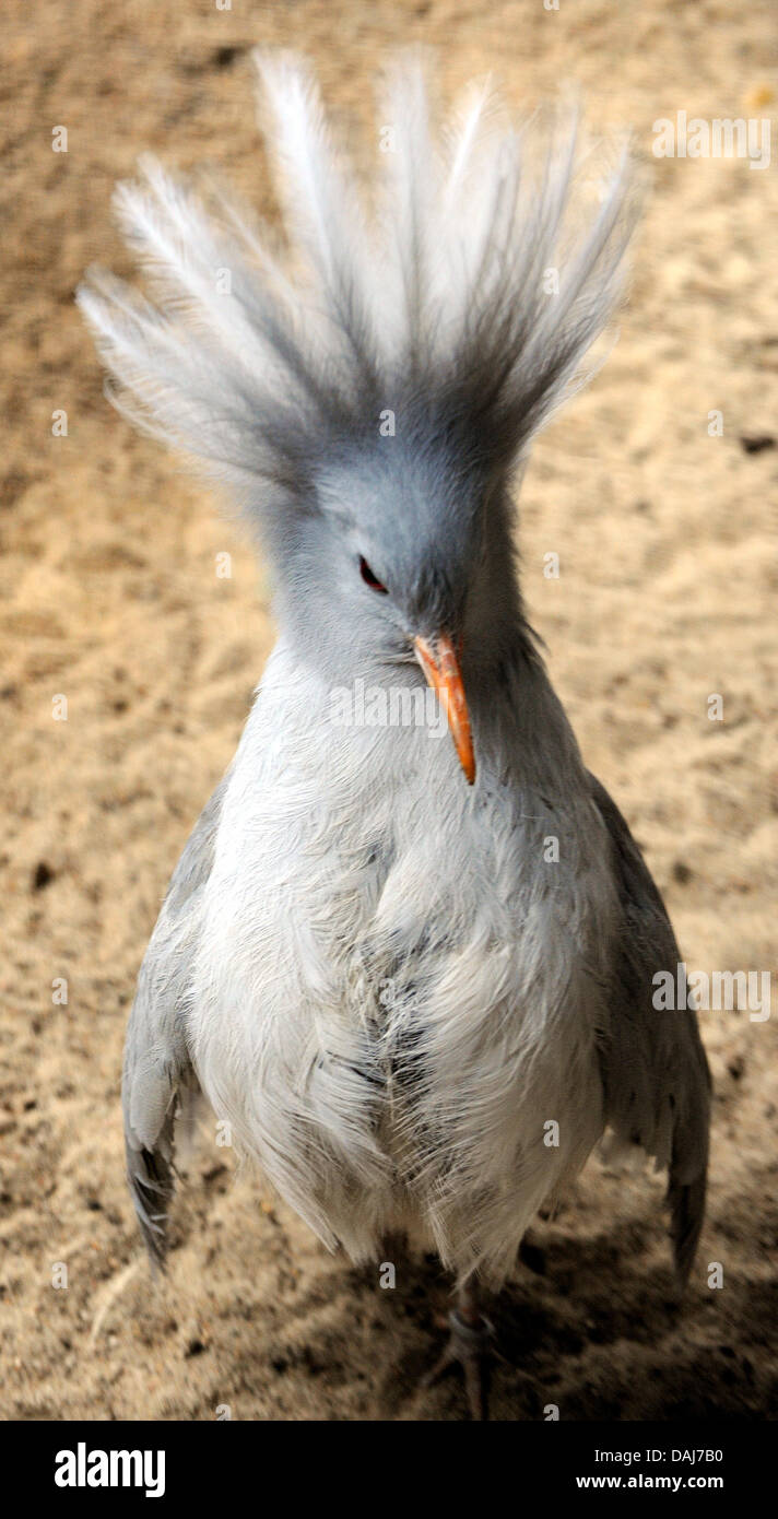 A flightless kagu pictured at bird park Waldsrode, Germany, 17 March ...