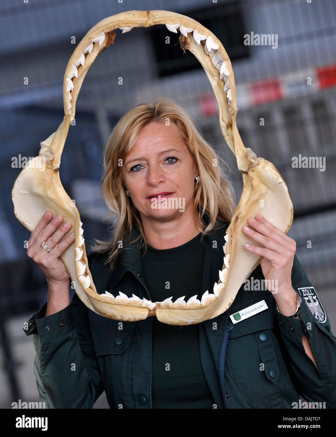 A confiscated set of shark teeth is presented by a customs officer at a ...