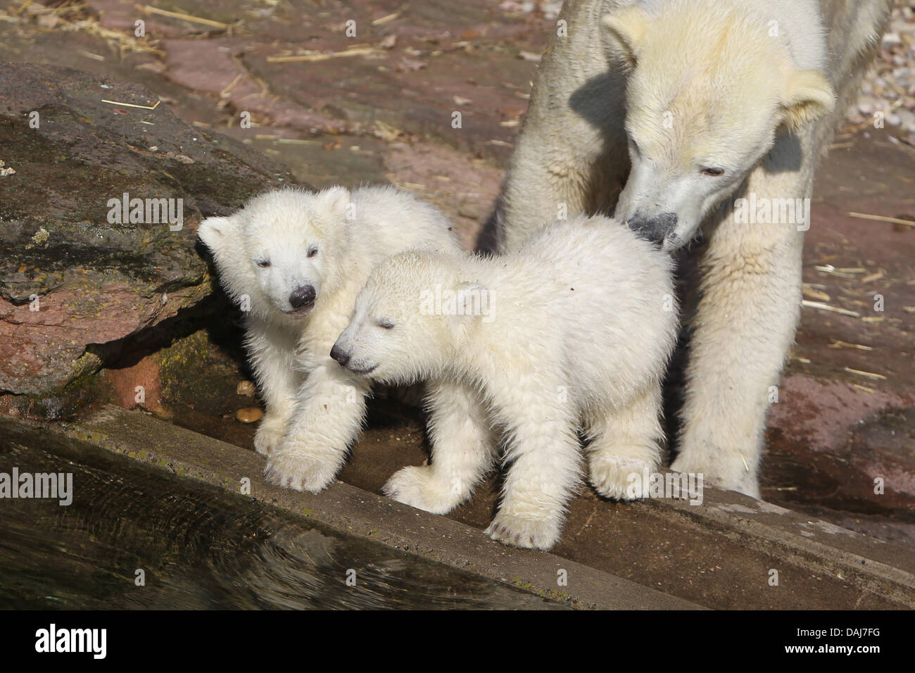 Polar bear Vera (back) stands with her offspring Gregor and Aleut in ...
