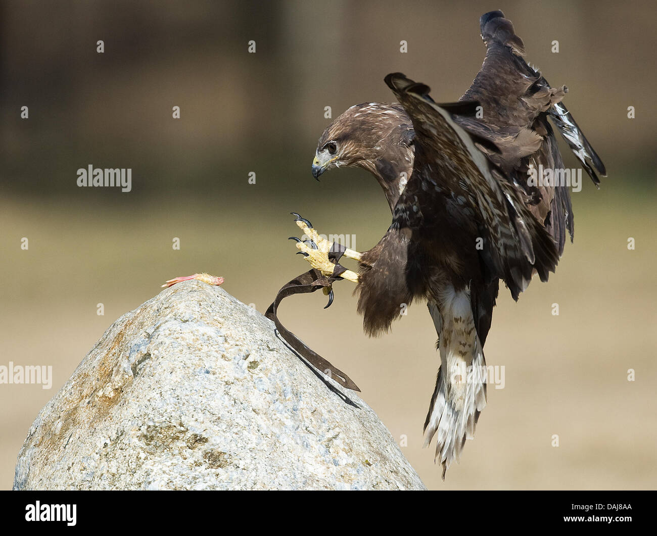 A common buzzard pictured during a flight show at wildlife park ...
