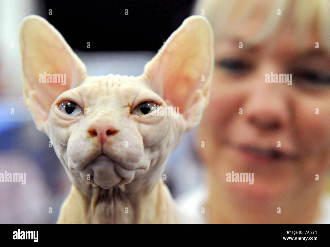 A Canadian Sphinx cat pictured at 1st Saxonian cat trade show 'SaxCat ...