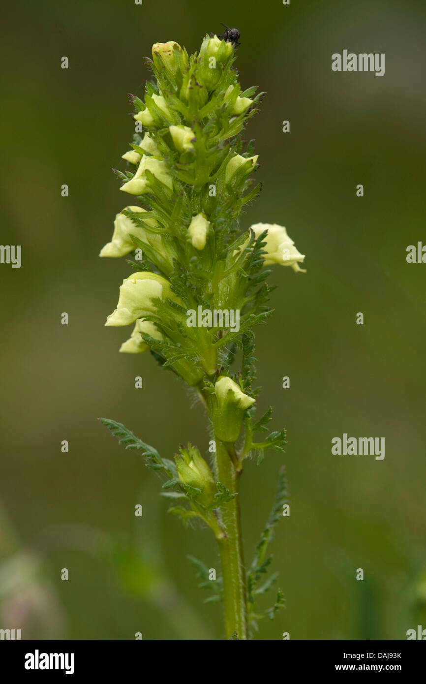 Lousewort (Pedicularis ascendens), inflorescence, Switzerland, Bernese ...