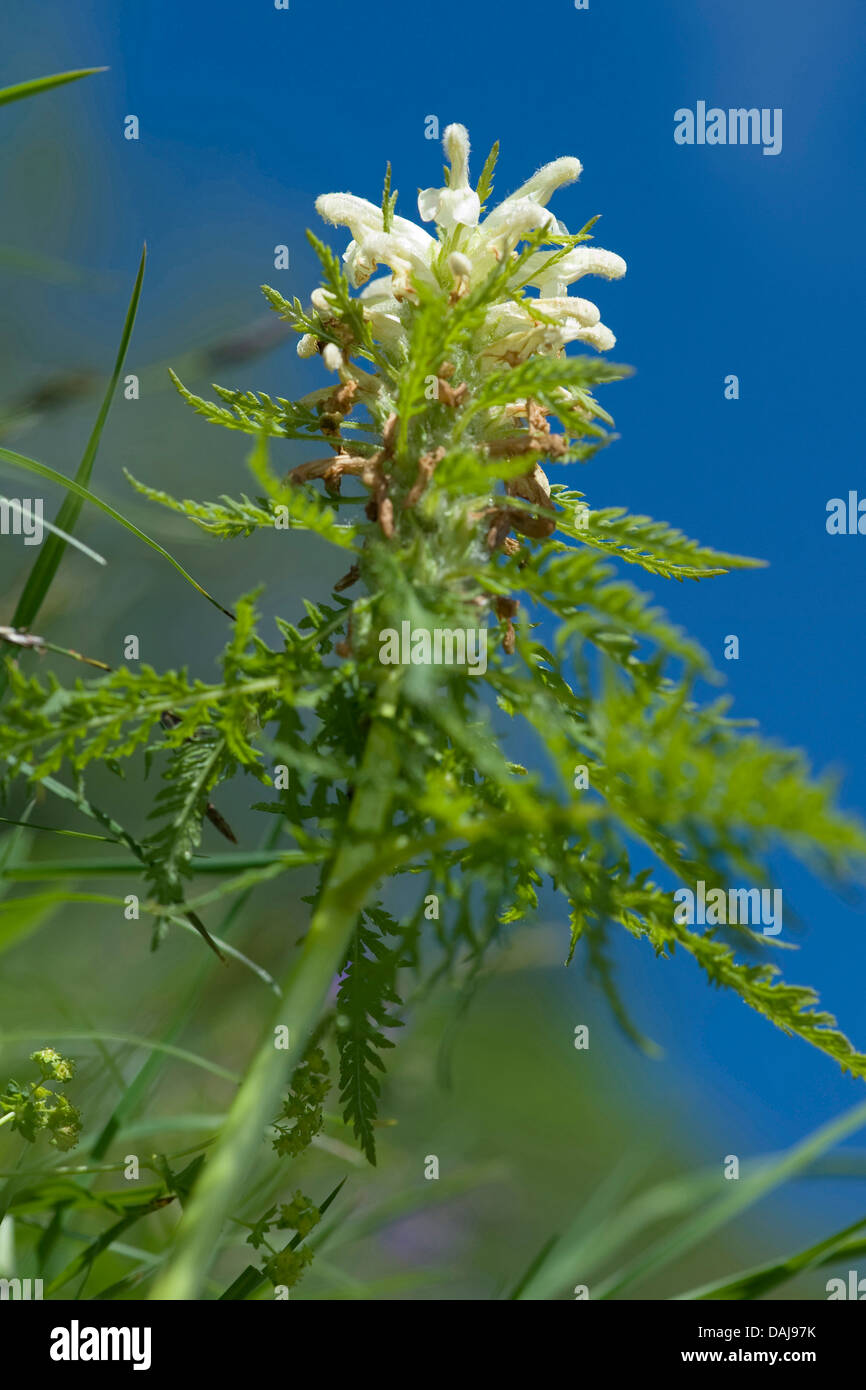 Foliosa hi-res stock photography and images - Alamy