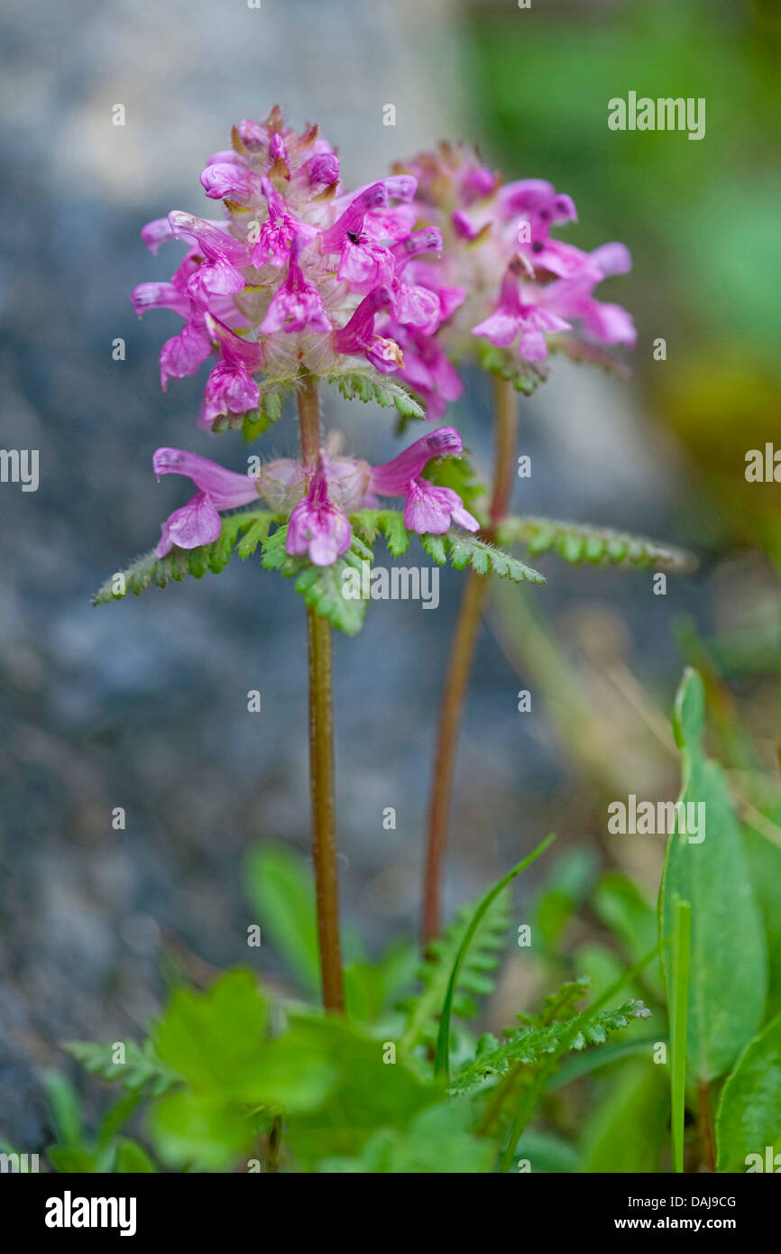 Verticillata hi-res stock photography and images - Alamy