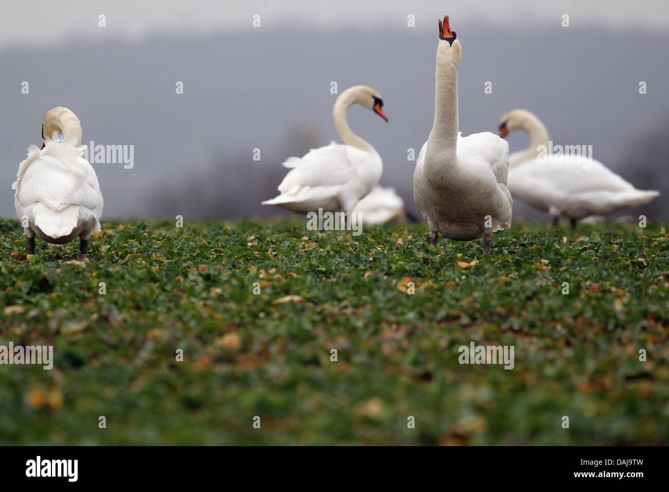 Swans in search of food sit on a field near Dettelbach, Germany, 17 ...