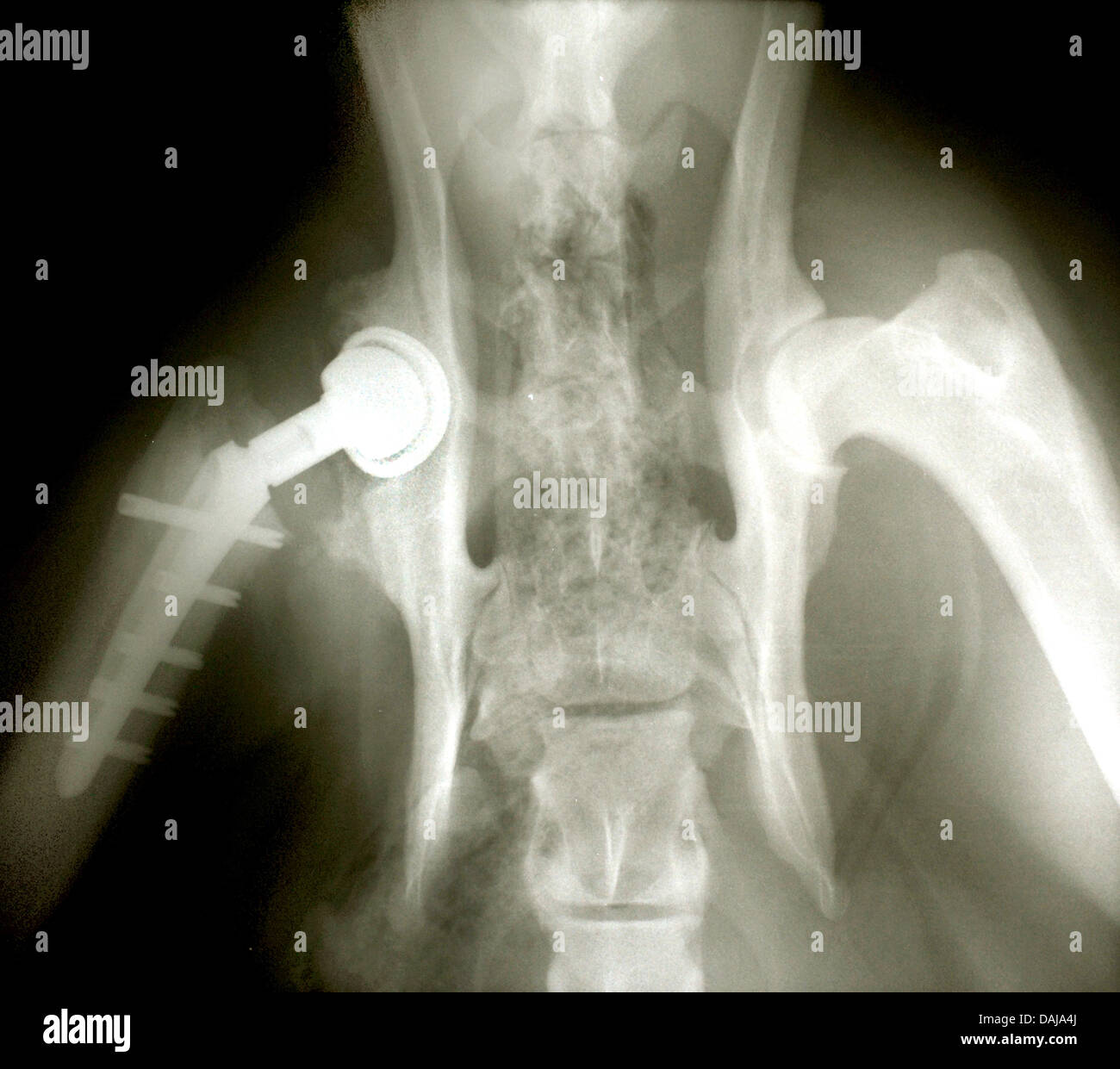 A X-ray image of the hip replacement of eight-year-old Malayan tiger ...