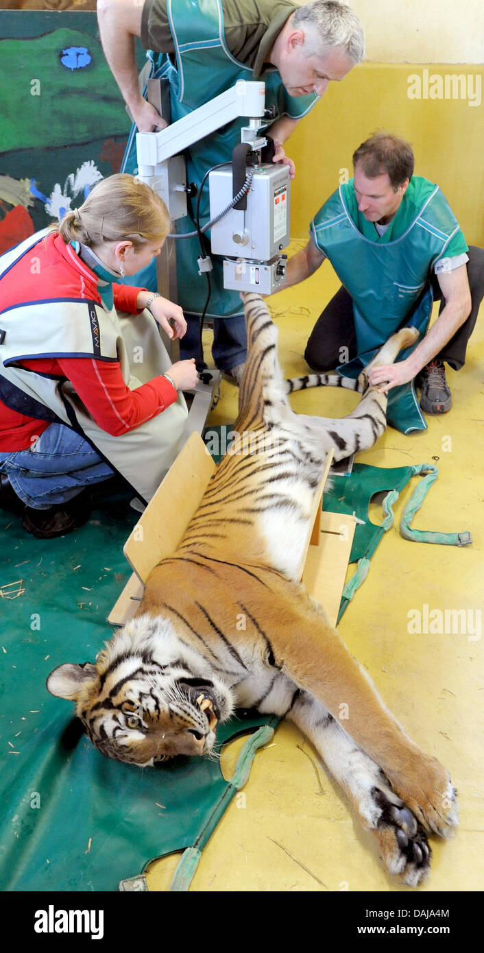 Normal hip x ray hi-res stock photography and images - Alamy