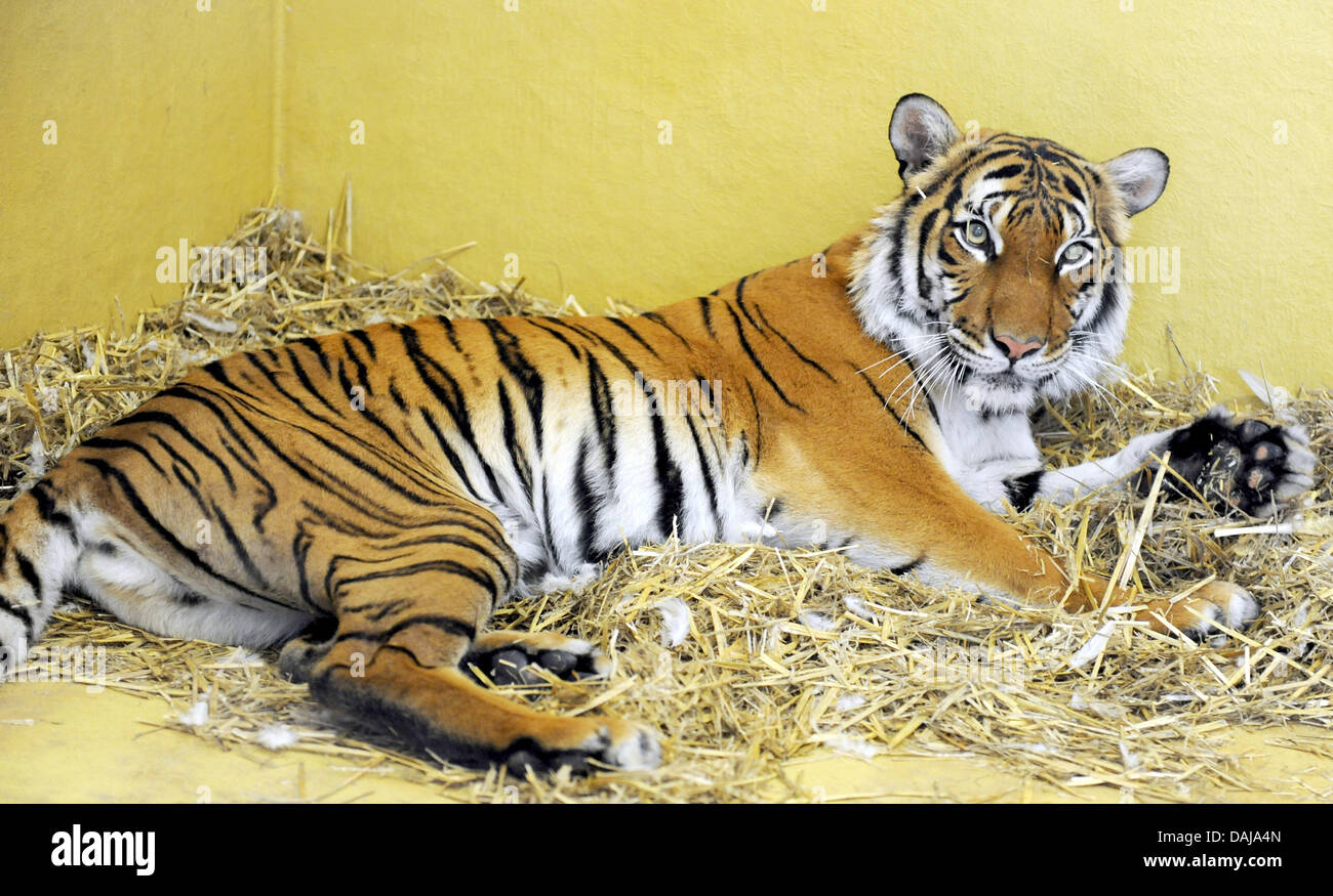 Eight-year-old Malayan tiger (Panthera tigris jacksoni) 'Girl' after ...