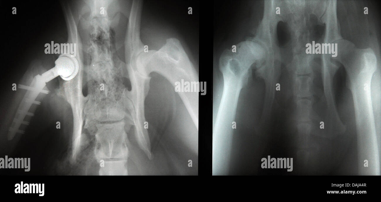 A X-ray image of the hip replacement of eight-year-old Malayan tiger ...