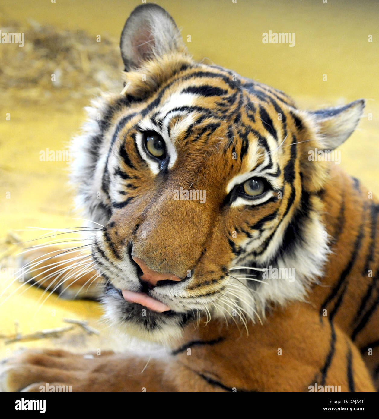 Eight-year-old Malayan tiger (Panthera tigris jacksoni) 'Girl' after ...