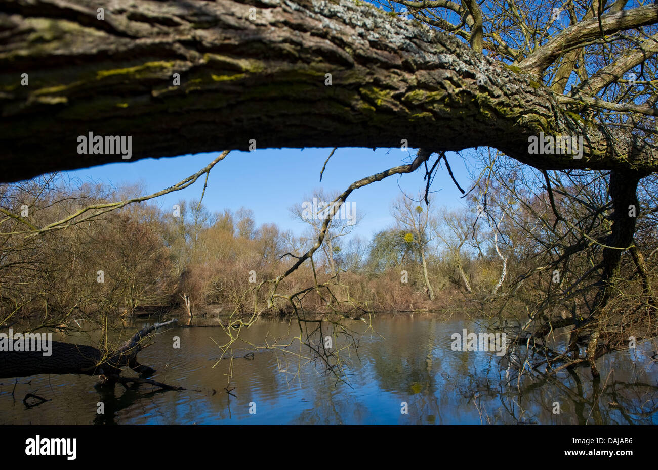 An old tree hangs across a water of Lower Oder river valley national ...