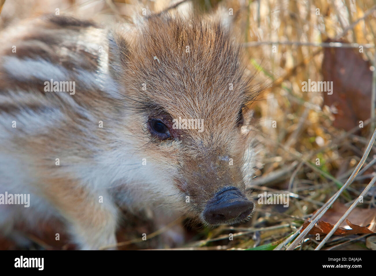 Sus hi-res stock photography and images - Alamy