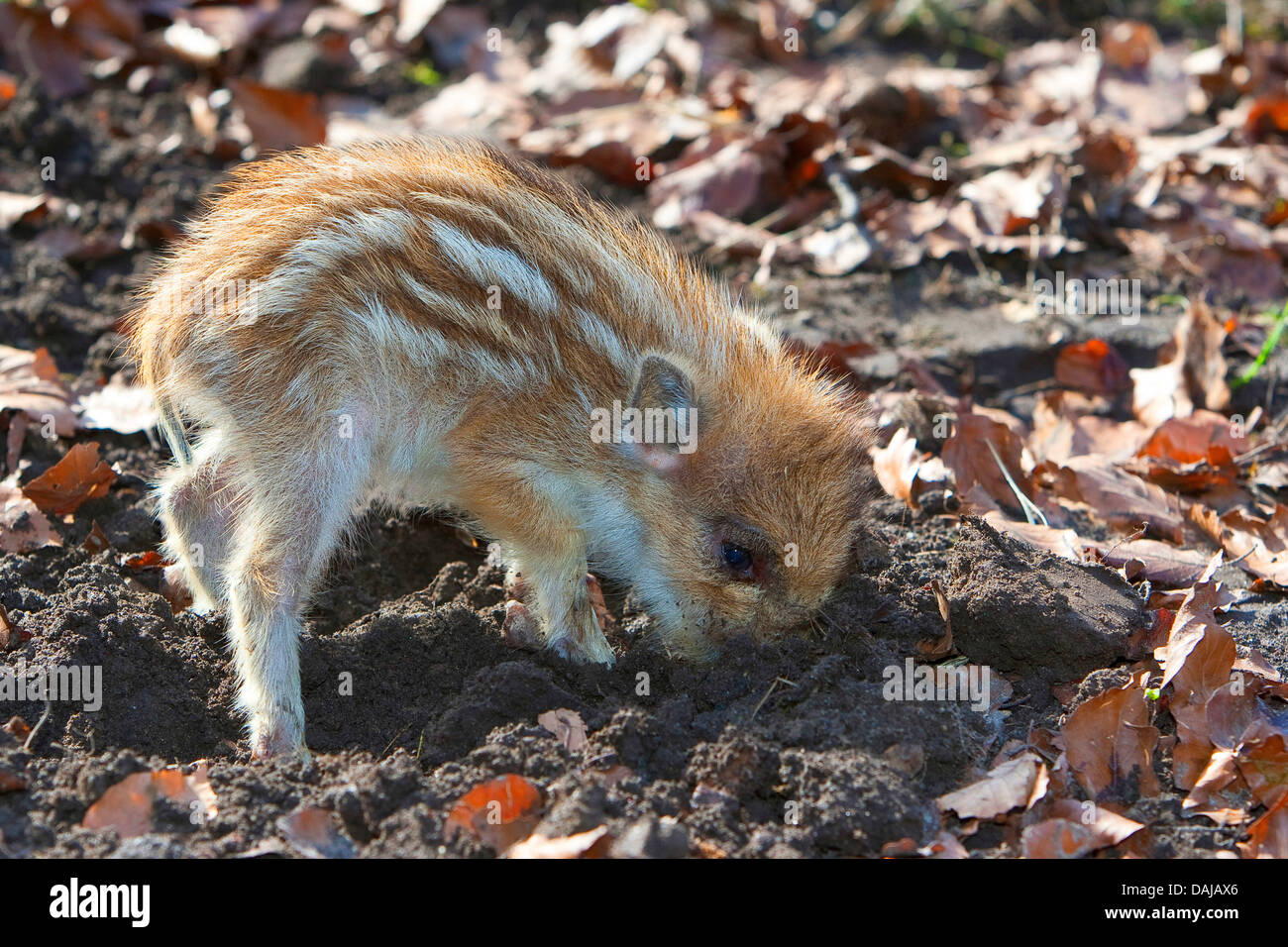 Rooting up the ground hi-res stock photography and images - Alamy