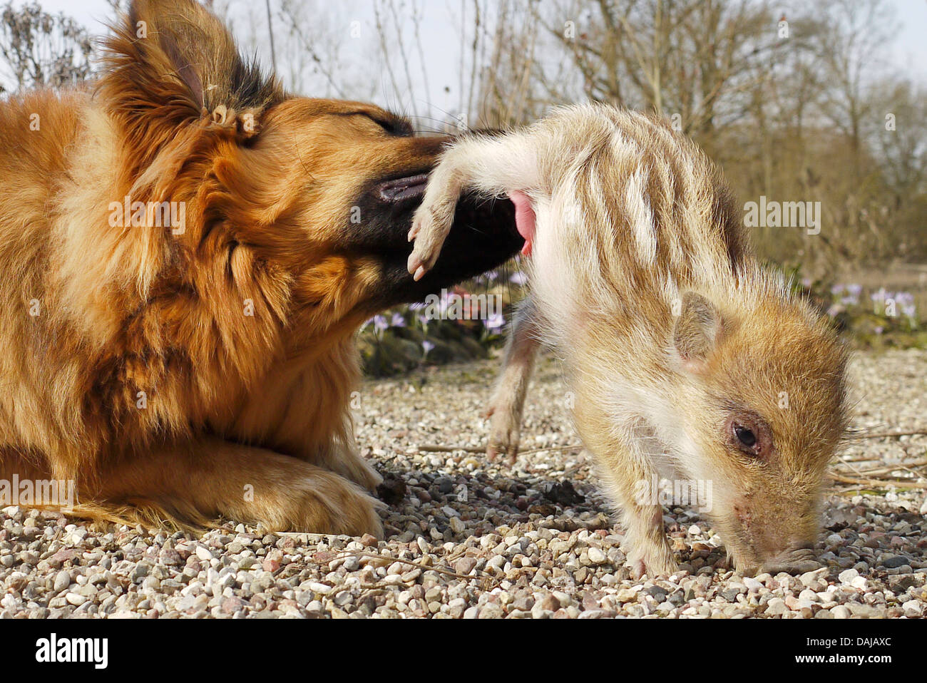 wild boar, pig, wild boar (Sus scrofa), dog grooming a shote, Germany ...