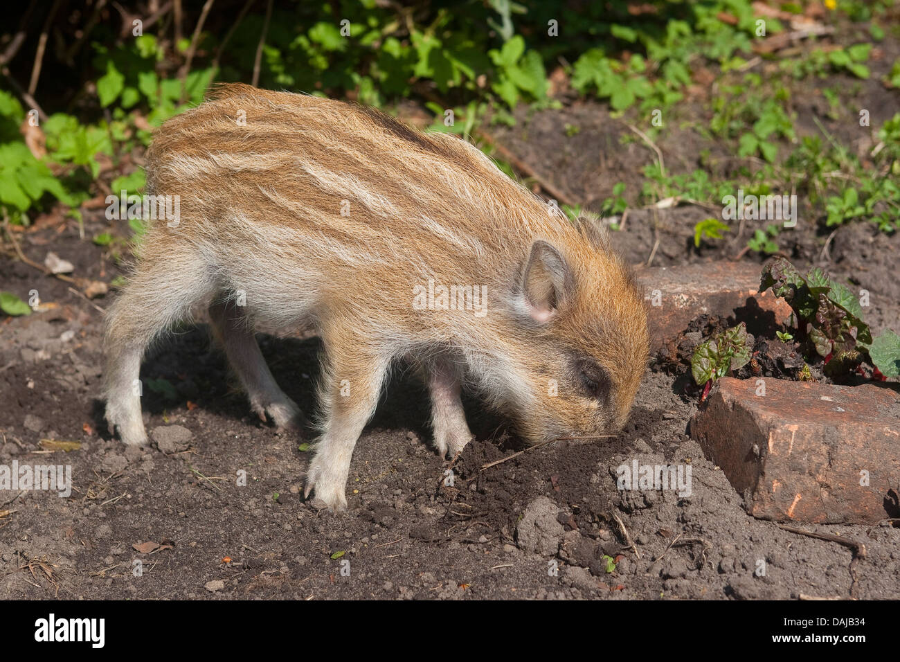 wild boar, pig, wild boar (Sus scrofa), shote rooting in the ground and ...