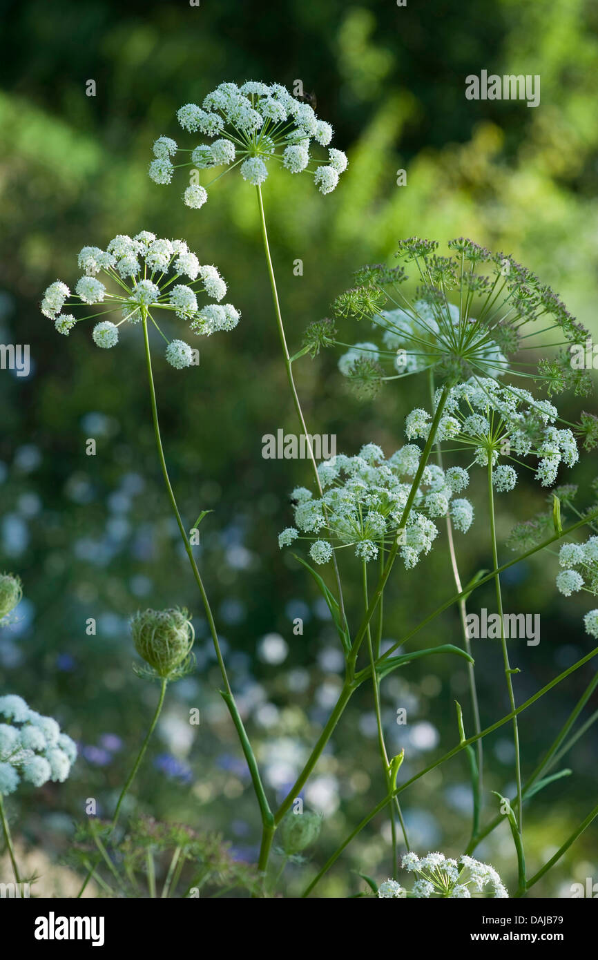 Peucedanum hi-res stock photography and images - Alamy