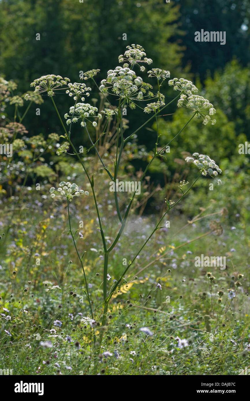 Peucedanum hi-res stock photography and images - Alamy