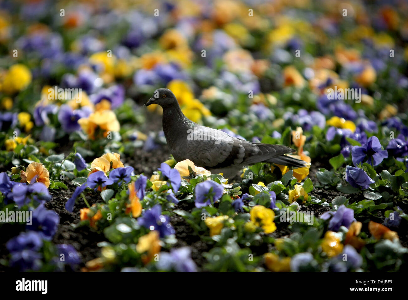 A pigeon walks across a flower bed on a sunny day in Mainz, Germany, 01 ...