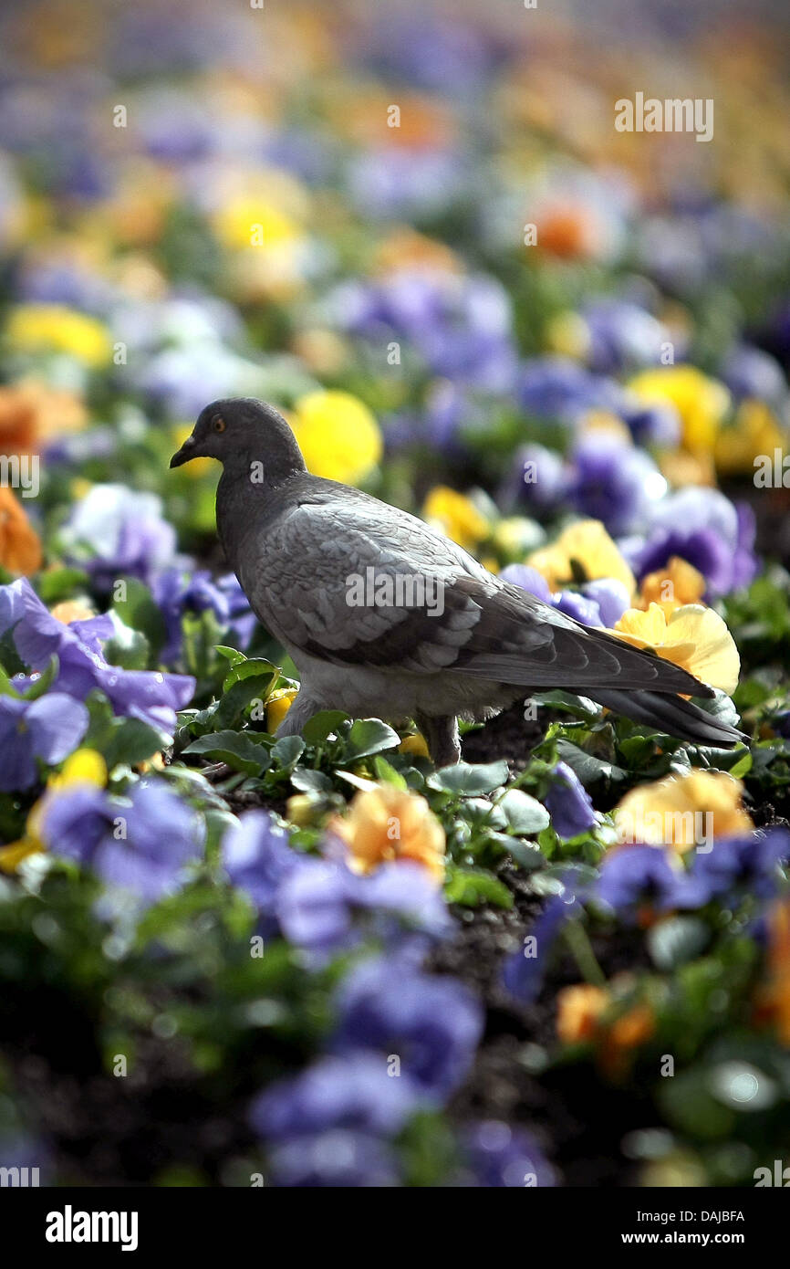 Pigeon walks hi-res stock photography and images - Alamy