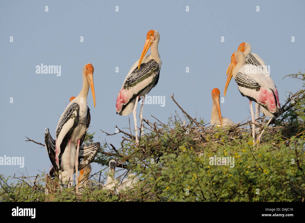 A colony of Painted Storks (Mycteria leucocephala) nesting Stock Photo ...