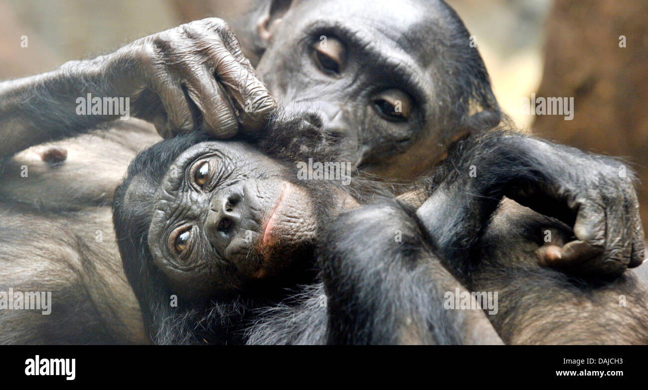 Hominiden hi-res stock photography and images - Alamy