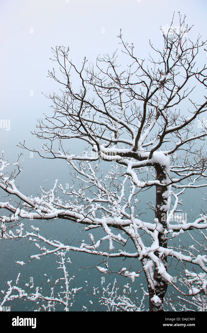 Tree snow mist hi-res stock photography and images - Alamy