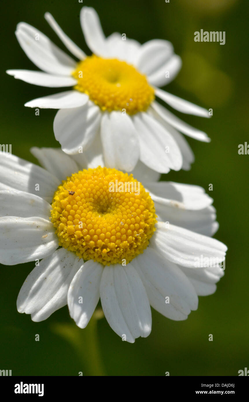 Feverfew herb hi-res stock photography and images - Alamy