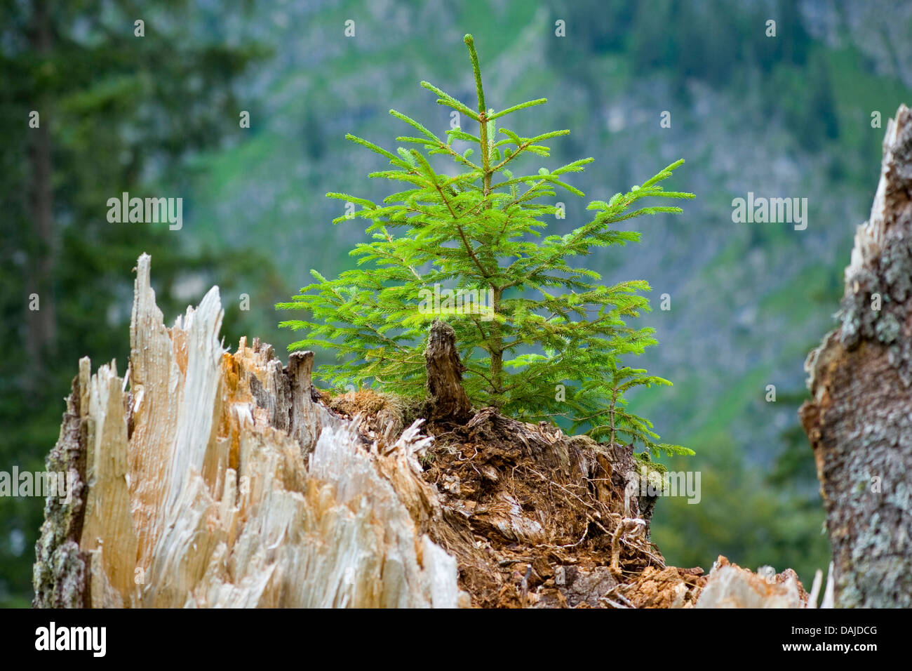 Norway spruce (Picea abies), young spruce , Germany, Bavaria, Allgaeu ...