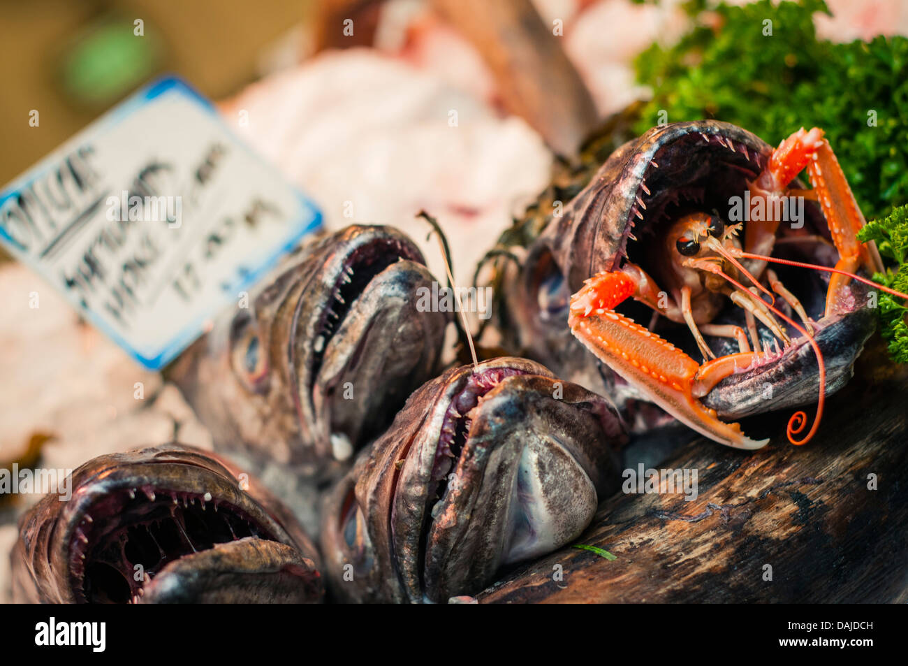 Hake fish hi-res stock photography and images - Alamy