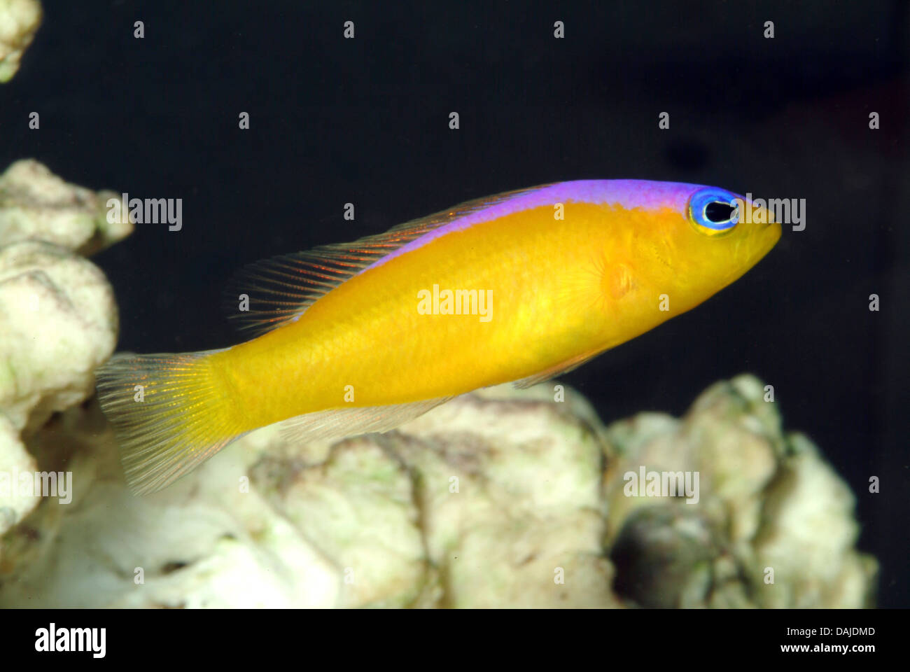 Diadem dottyback (Pictichromis diadema), swimming Stock Photo - Alamy