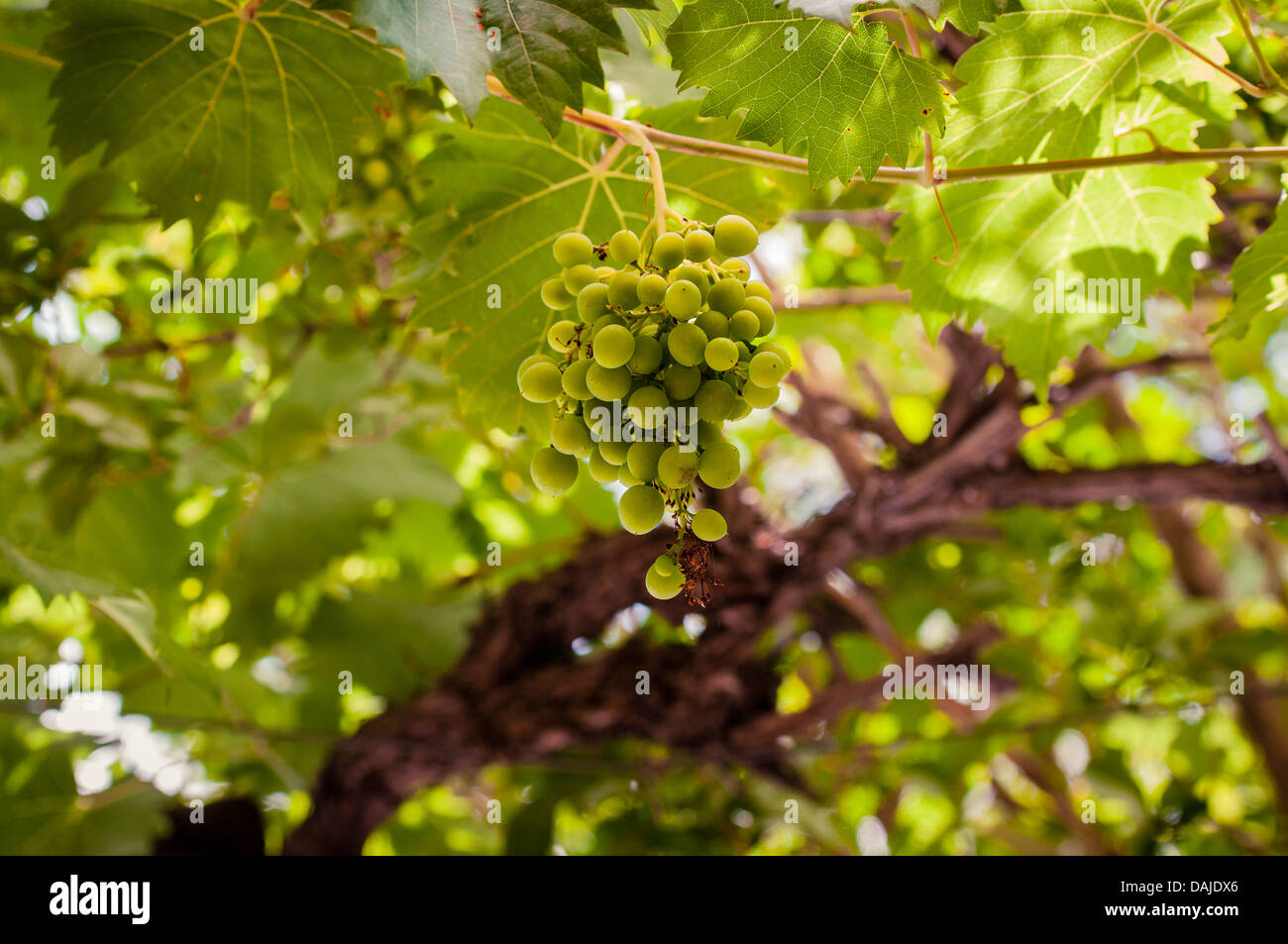 Grape vine leaves and a bunch of grapes back-lit Stock Photo - Alamy