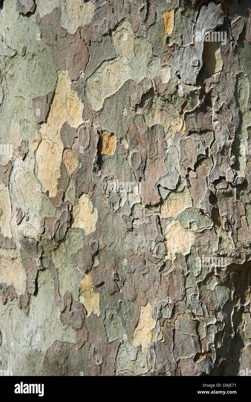 European plane, maple-leaved plane, London plane, London planetree ...