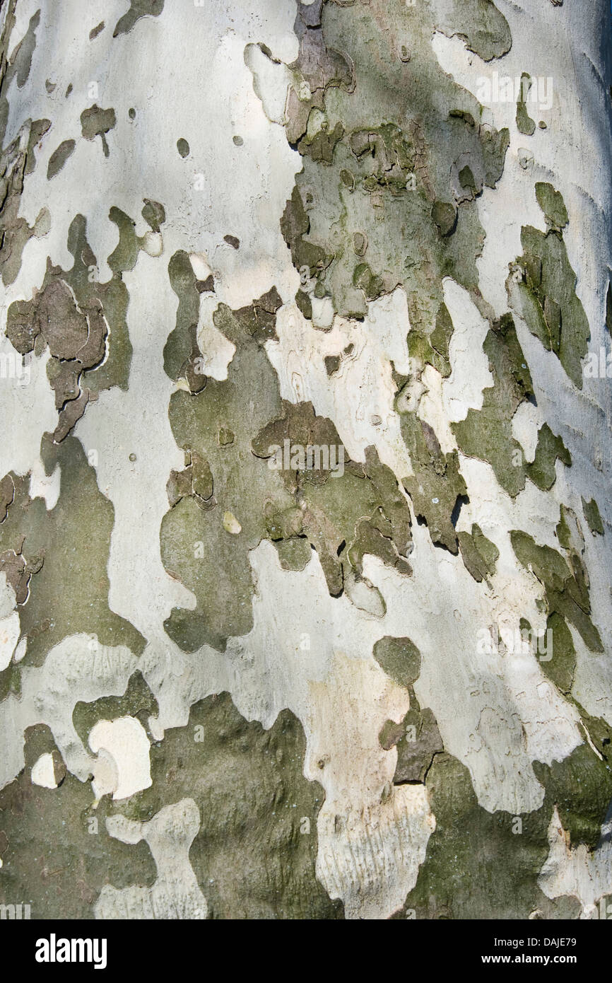 European plane, maple-leaved plane, London plane, London planetree ...